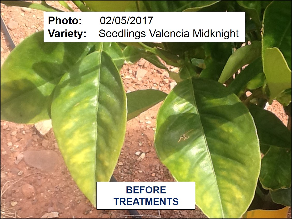 SAPLING VALENCIA MIFNIGHT - EDYPRO
