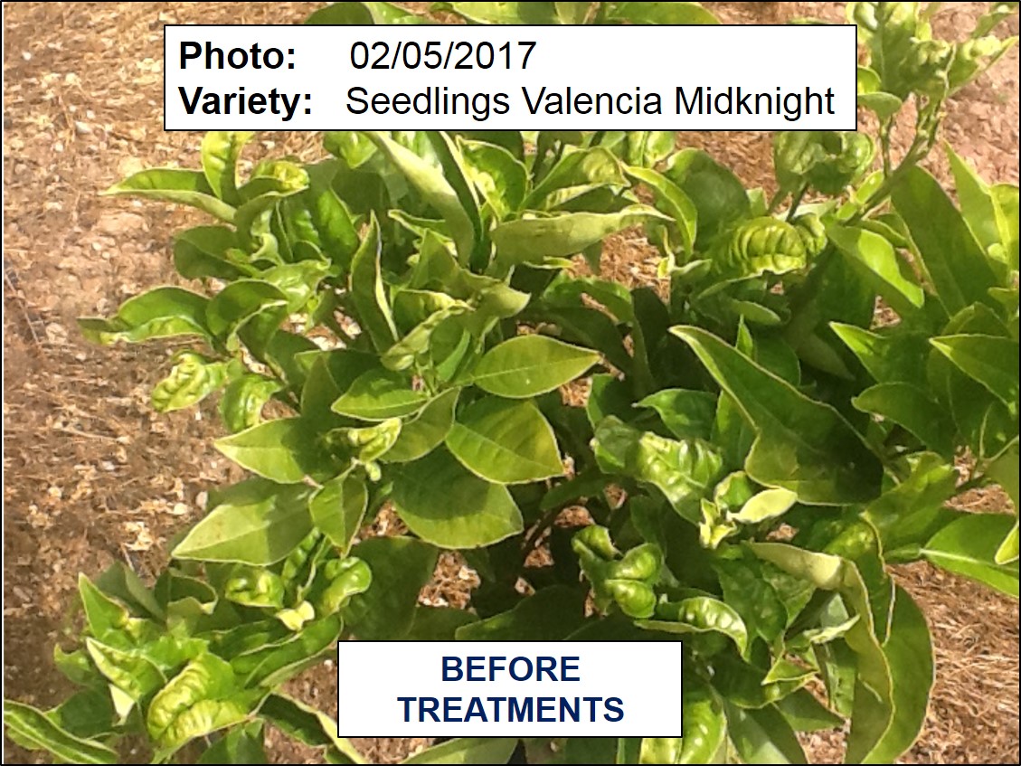 SAPLING VALENCIA MIFNIGHT - EDYPRO