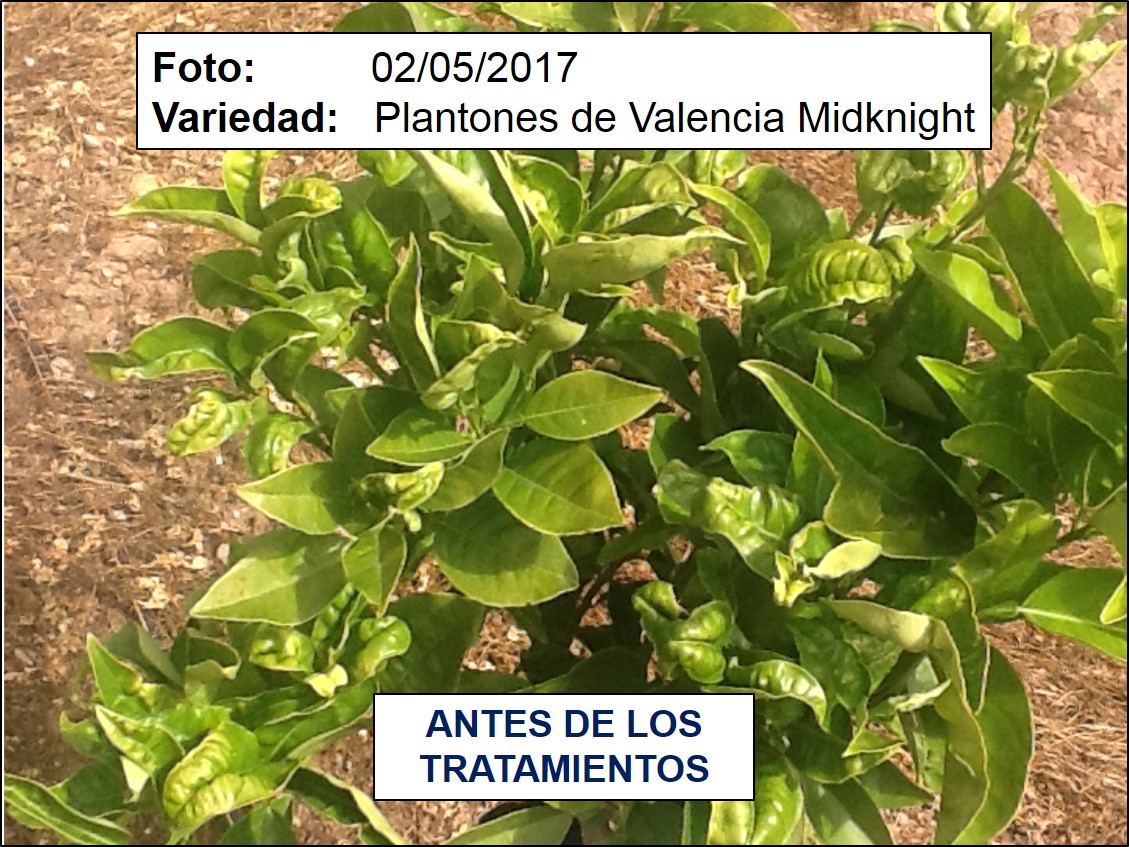 Plantones Valencia Midknight - EDYPRO