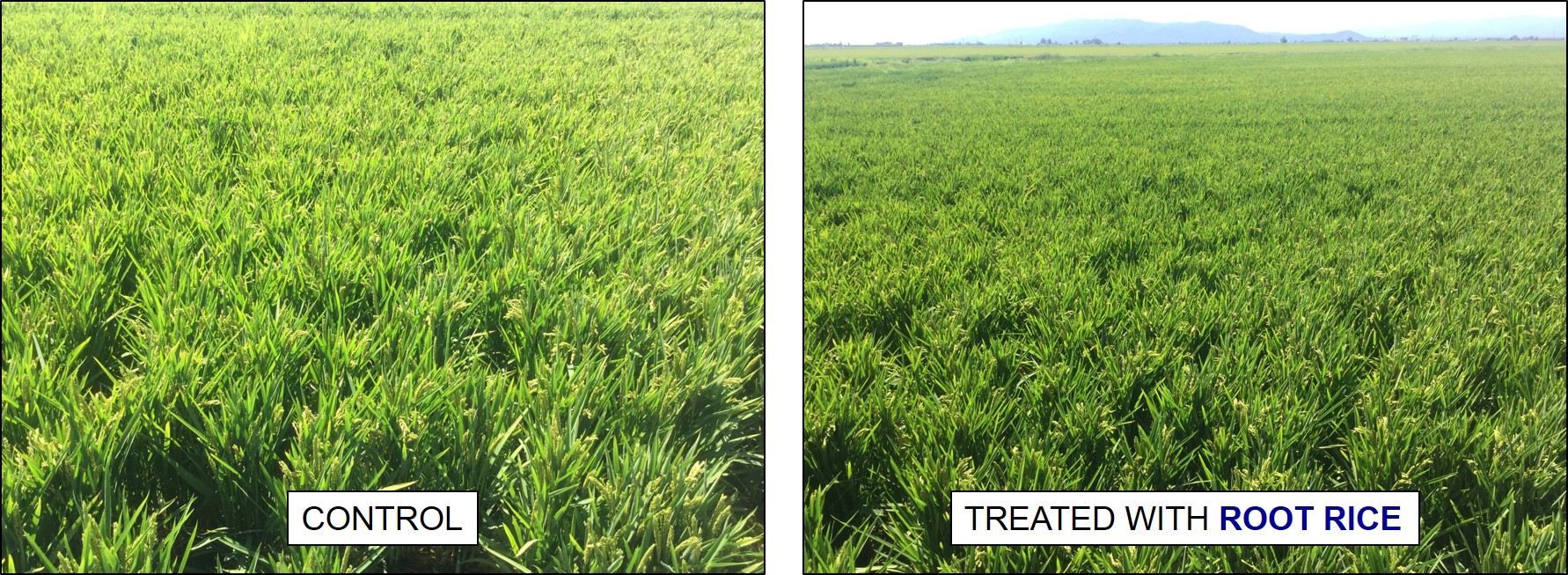 Spectacular development of rice Gleva treated ROOT RICE - EDYPRO