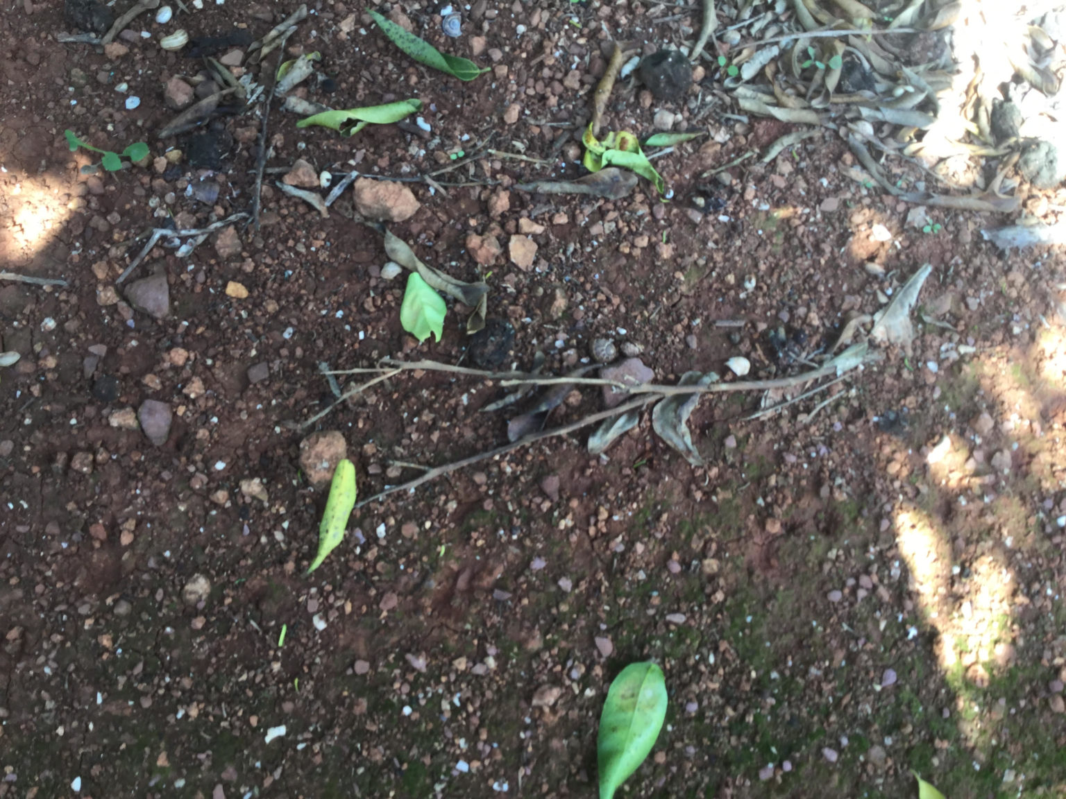 Defoliación en cítricos por aguas duras | Defoliación