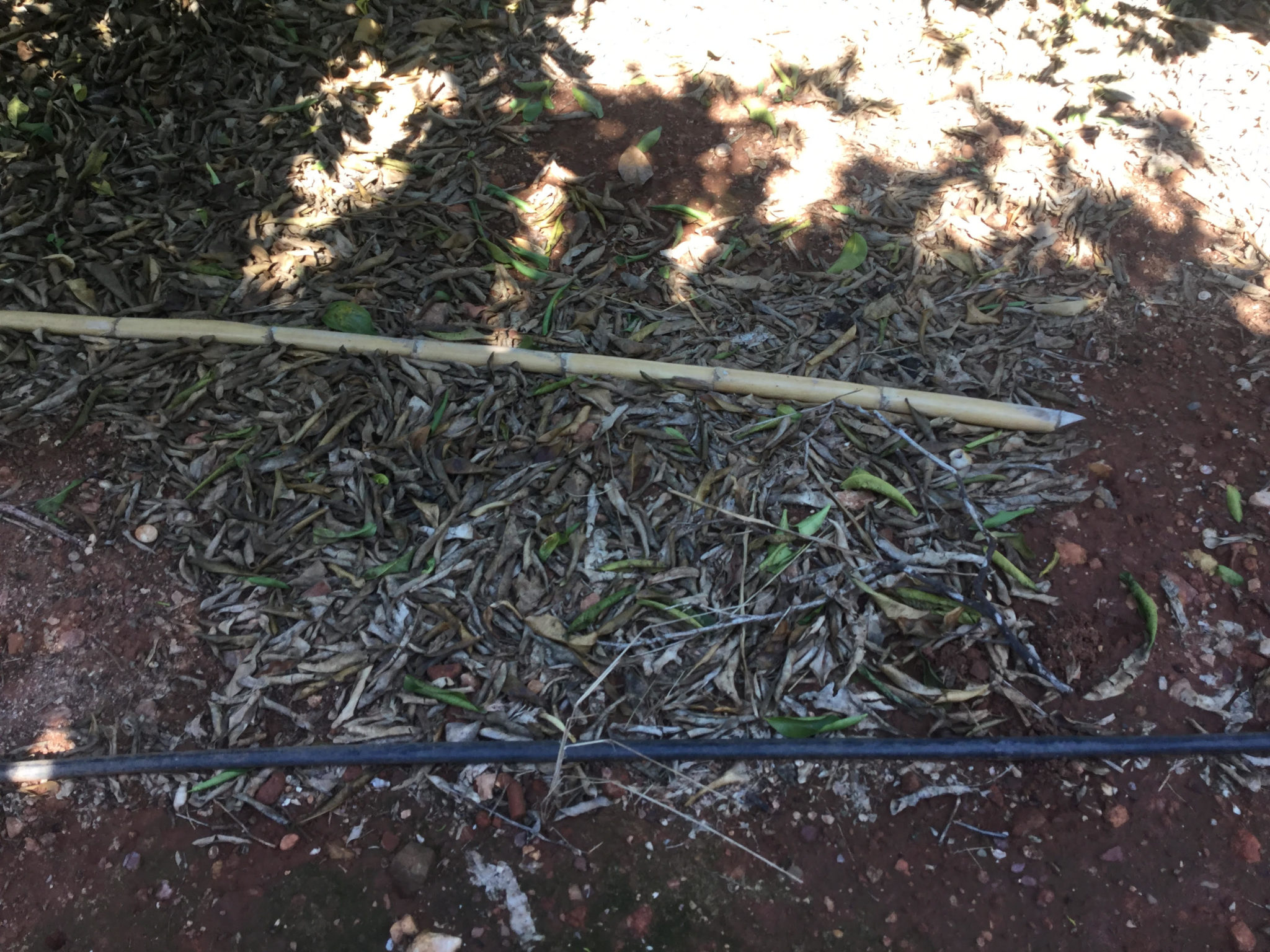 Defoliación en cítricos por aguas duras | Defoliación