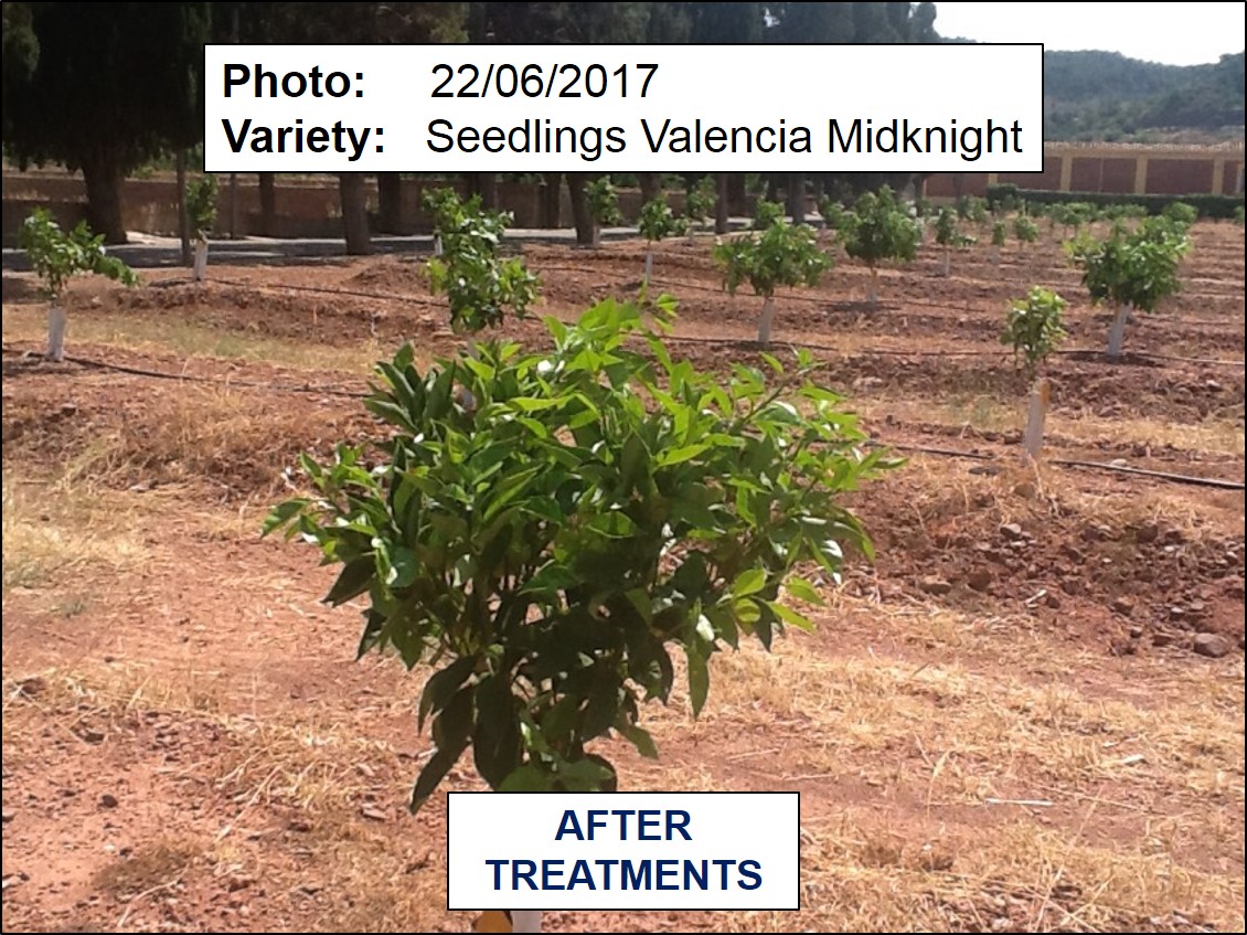 SAPLING VALENCIA MIFNIGHT - EDYPRO