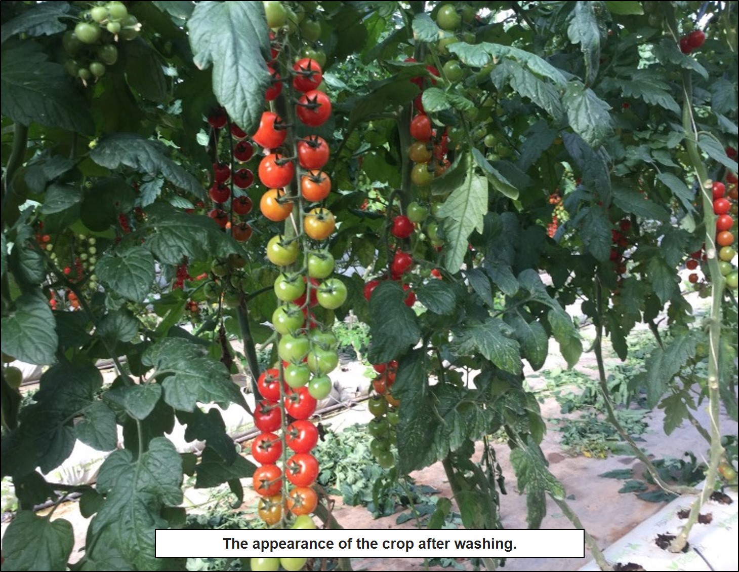 Cleaning the crop with MELASTOP - EDYPRO