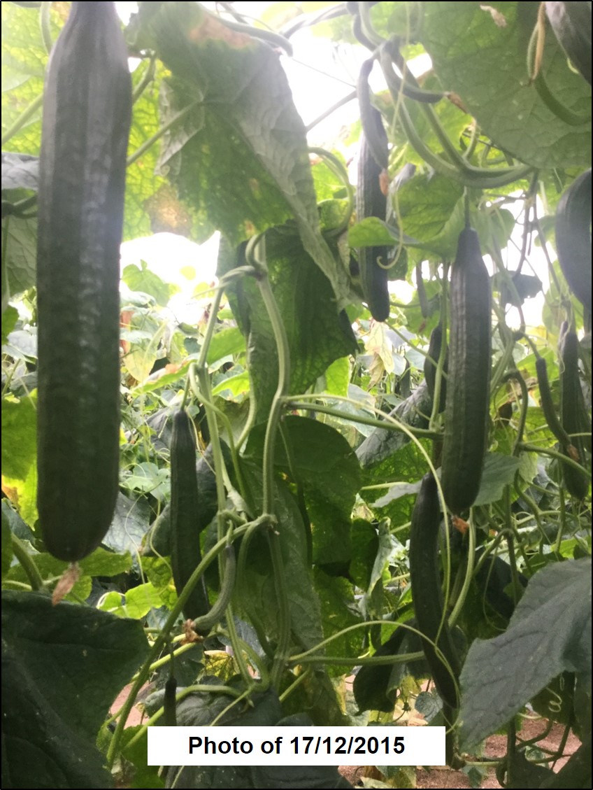 "Tip of sword" in cucumber - EDYPRO