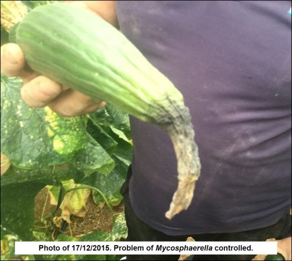 "Tip of sword" in cucumber - EDYPRO