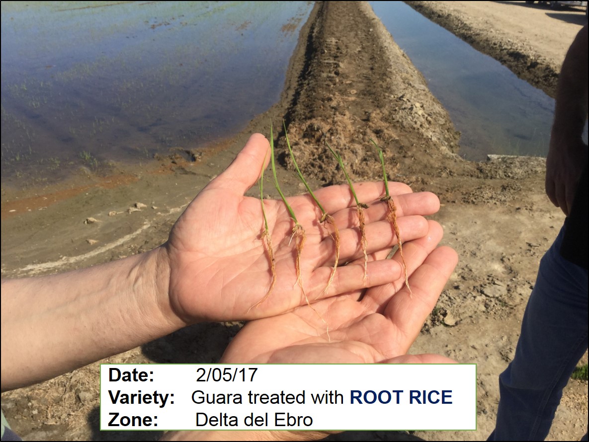 Germination Of Rice In Delta Del Ebro - EDYPRO
