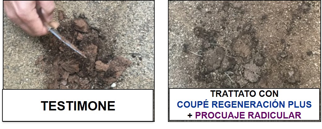 Come ottenere un apparato radicale ben sviluppato e attivo attraverso ...