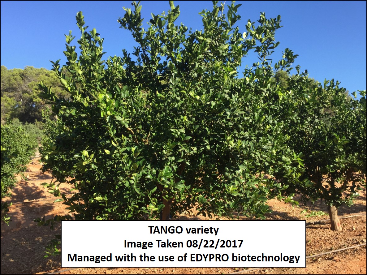 TANGO variety managed with the use of biotechnology - EDYPRO