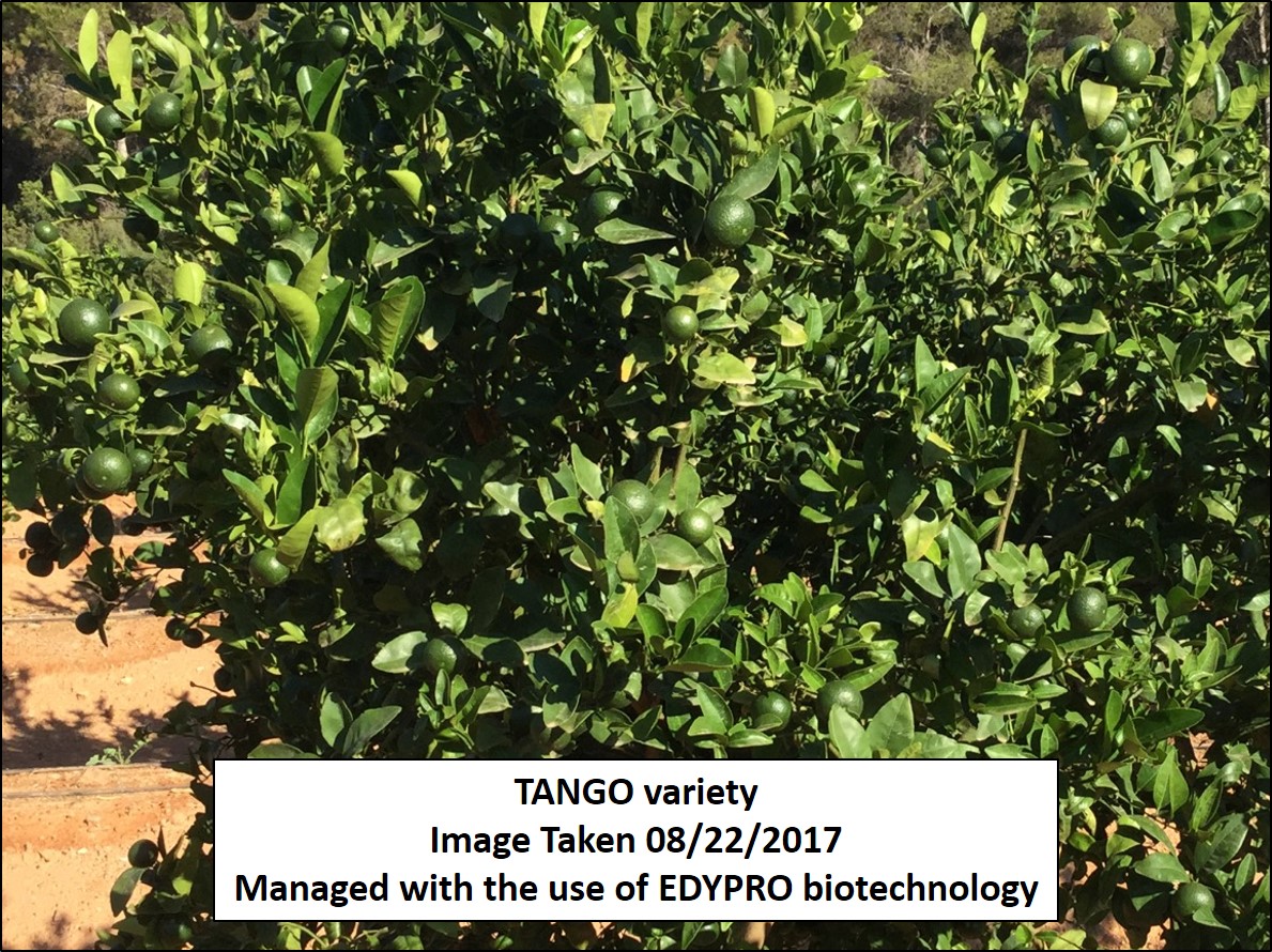 TANGO variety managed with the use of biotechnology - EDYPRO