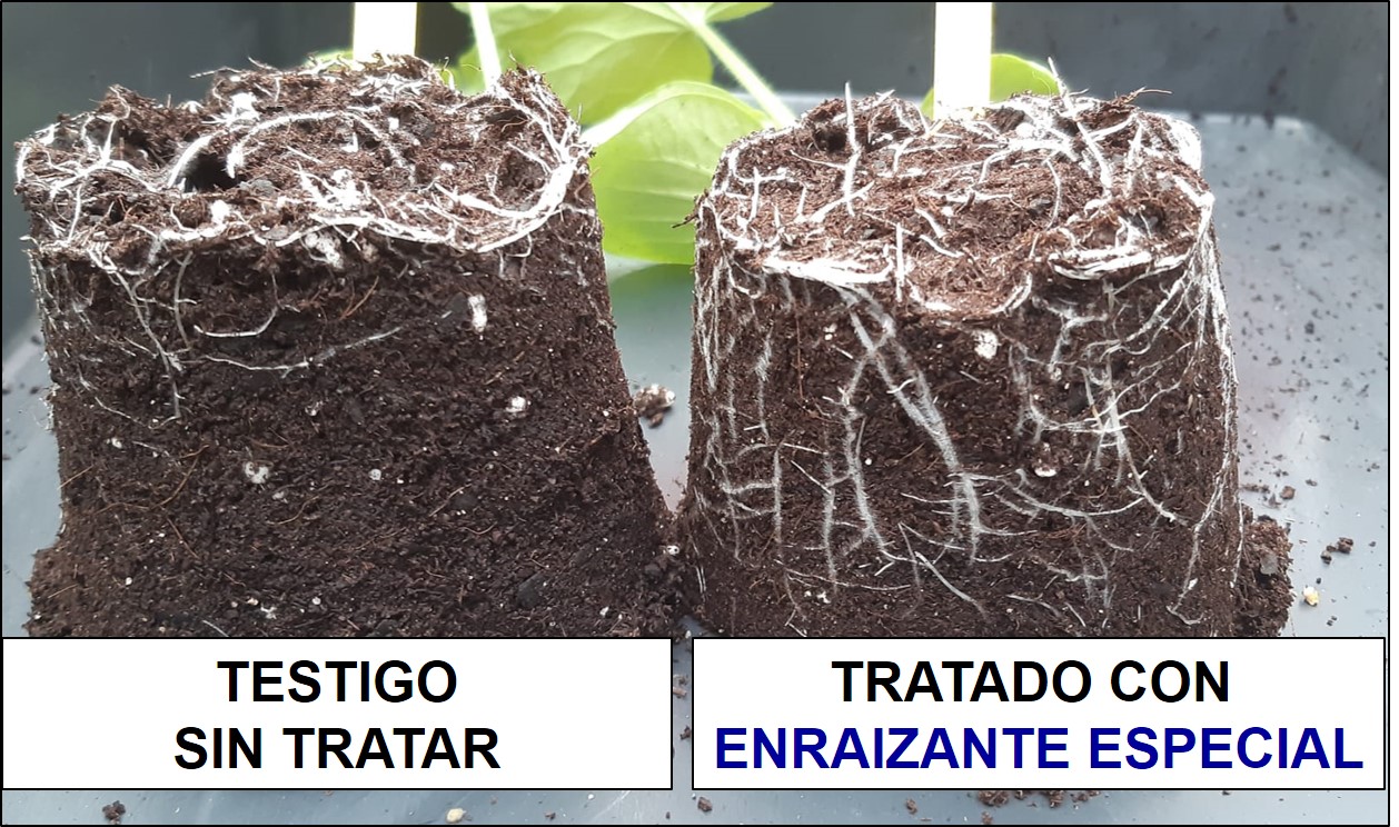 Solución óptima de enraizamiento con bajas temperaturas y pocas horas ...