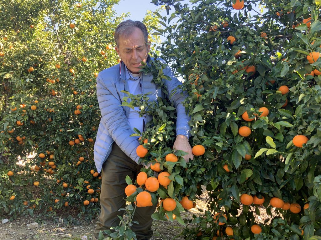 Field day: management of the Orri variety - EDYPRO