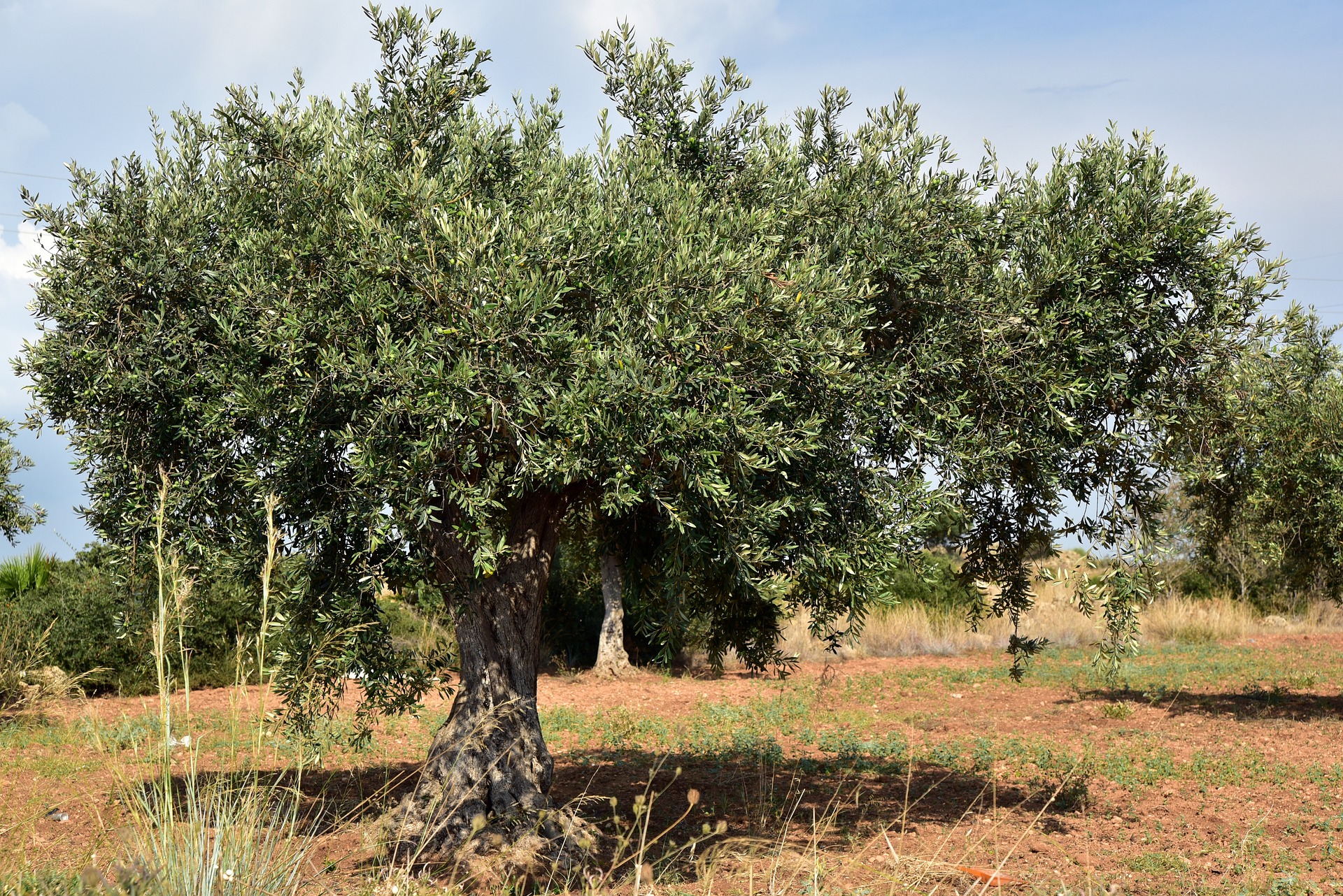 The olive tree: Spain's treasure - EDYPRO