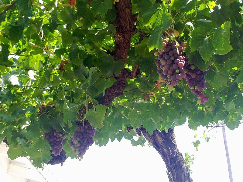 NITROPLUS | Solución Nitrogenada