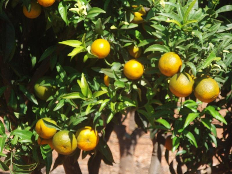 NITROPLUS | Solución Nitrogenada