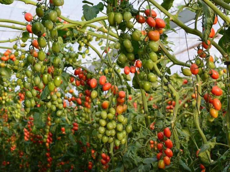 Hydrocal | Comprar Hydrocal | Solución Calcio Complejado | EDYPRO