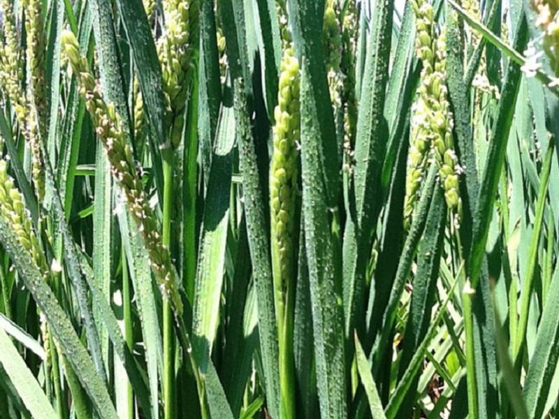 Melastop | Biotecnología de Control