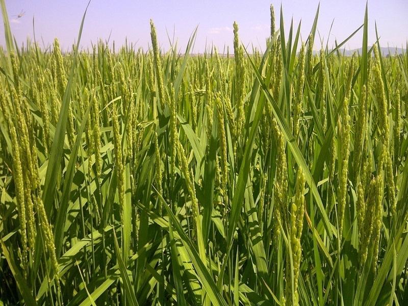 Melastop | Biotecnología de Control