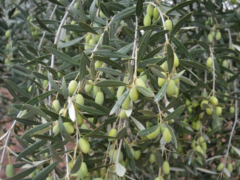 Melastop | Biotecnología de Control