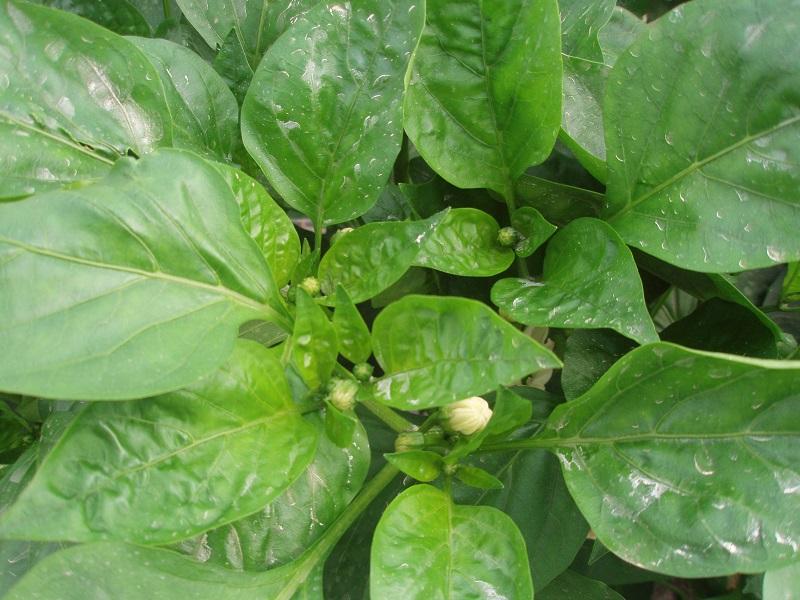 Melastop | Biotecnología de Control