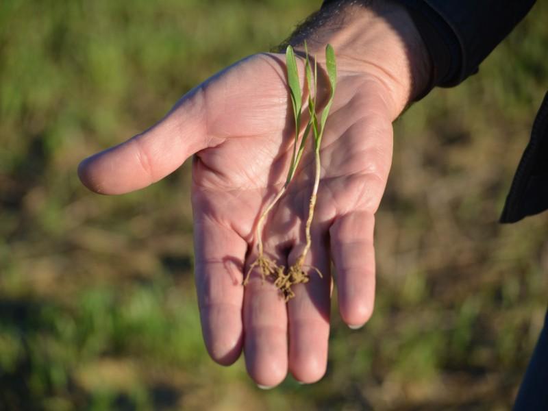 Root Seed | Biotecnología Precisión | Activación del Cultivo