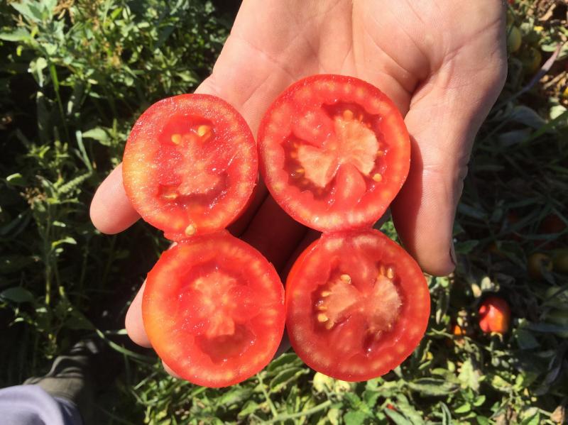 Results in Processing Tomato in Portugal - EDYPRO